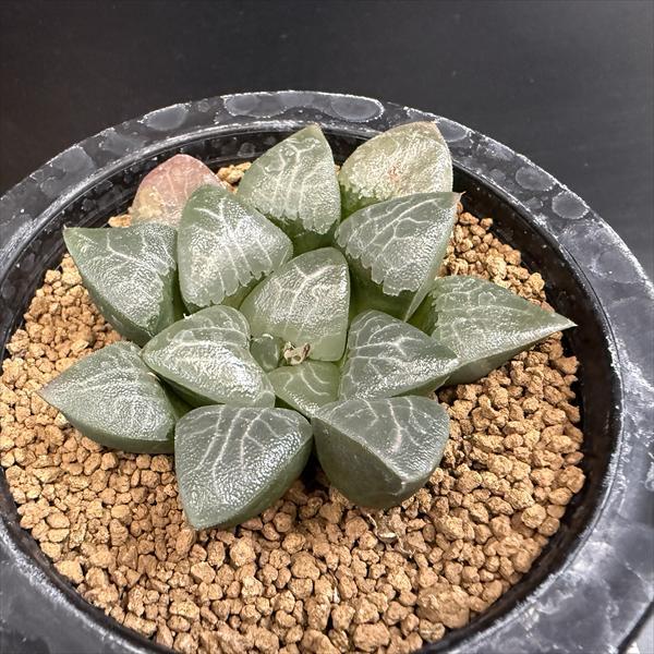 本体幅：約7.5ｃｍ　 樹高：約1.5ｃｍ　 鉢径：11ｃｍ＊写真の現品をお届けします。