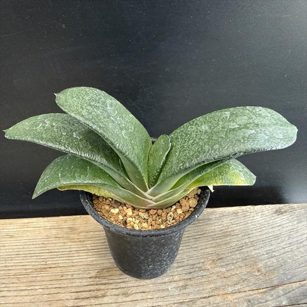 幅：約15ｃｍ　 樹高：約6ｃｍ　 鉢径：7ｃｍ＊写真の現品をお届けします。