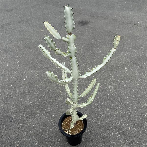 幅：約38ｃｍ　樹高：約67ｃｍ　 鉢径：18ｃｍ＊写真の現品をお届けします。