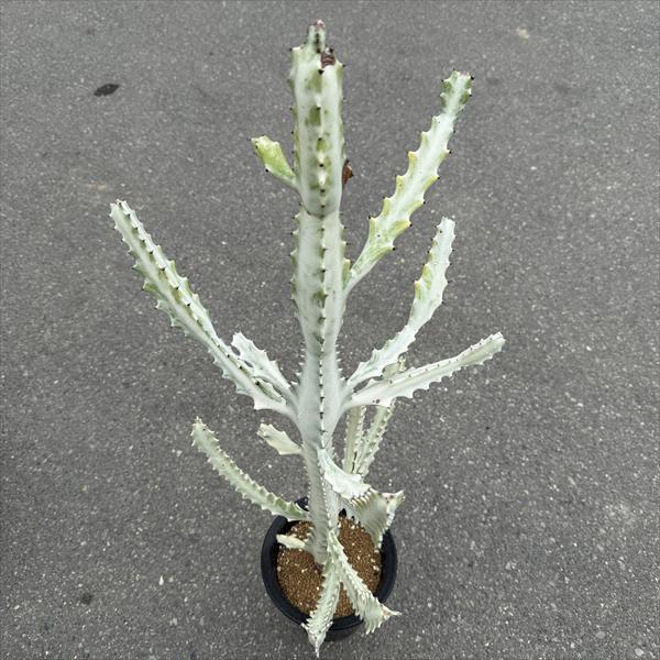 幅：約36ｃｍ　樹高：約67ｃｍ　 鉢径：18ｃｍ　※茶色くなっている部分があります。写真でご確認の上、ご了承ください。＊写真の現品をお届けします。