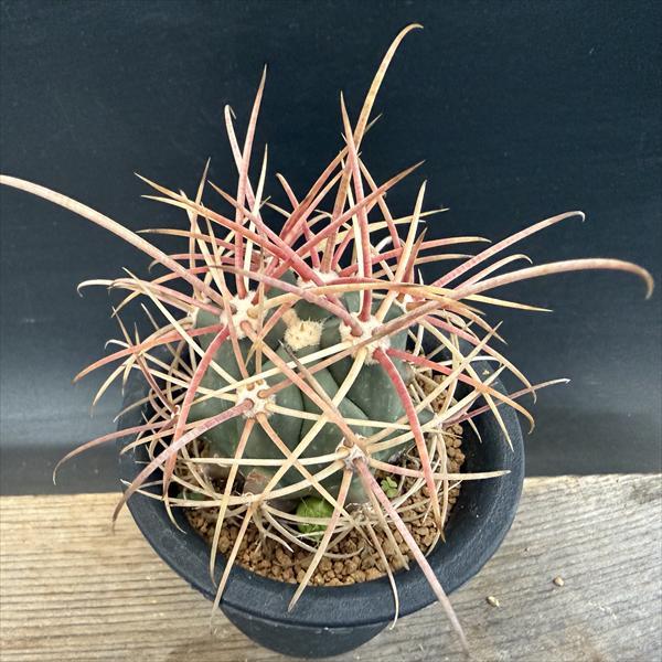 本体幅：約4.5ｃｍ　 樹高：約4ｃｍ　 鉢径：7.5ｃｍ＊写真の現品をお届けします。