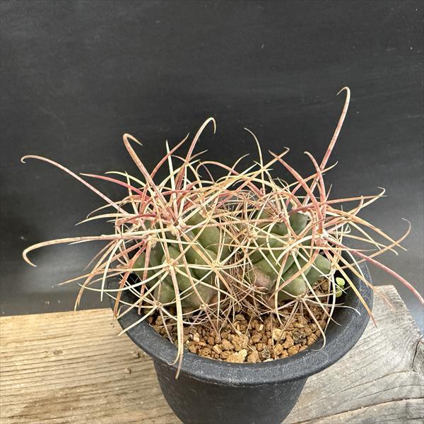 本体幅：約6ｃｍ　 樹高：約3ｃｍ　 鉢径：7.5ｃｍ＊写真の現品をお届けします。