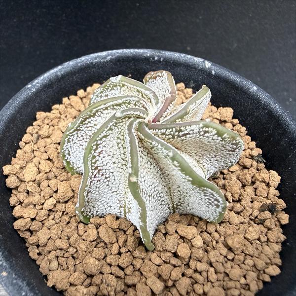 本体幅：約4ｃｍ　 樹高：約2ｃｍ　 鉢径：7ｃｍ※数量ものの為、写真と若干形状が異なる場合がございます。