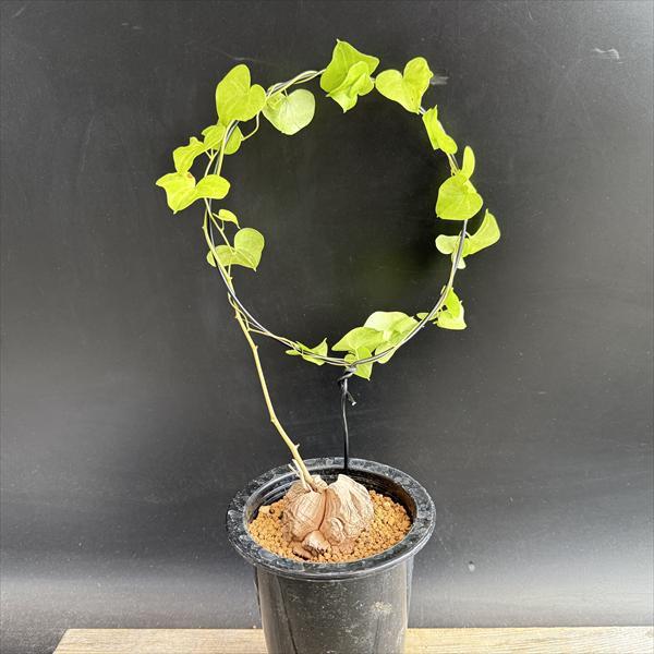 塊根幅：約5ｃｍ　支柱の幅：約18ｃｍ　樹高（支柱含む）：約25ｃｍ　 鉢径：11ｃｍ＊写真の現品をお届けします。＊夏場は休眠するため葉が枯れ、塊根部分のみでのお届けとなります。また、夏前の時期は休眠前で葉数が減ったり、黄色や茶色の変色部分...