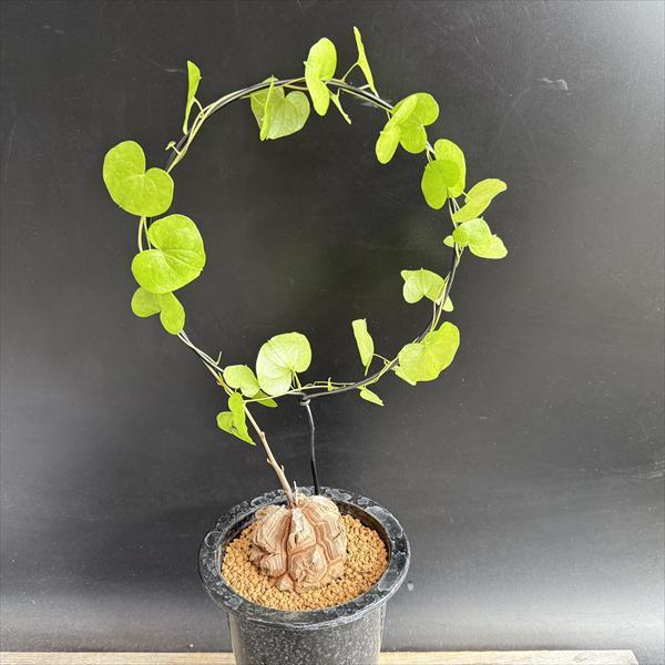 塊根幅：約6ｃｍ　支柱の幅：約18ｃｍ　樹高（支柱含む）：約25ｃｍ　 鉢径：11ｃｍ＊写真の現品をお届けします。＊夏場は休眠するため葉が枯れ、塊根部分のみでのお届けとなります。また、夏前の時期は休眠前で葉数が減ったり、黄色や茶色の変色部分...