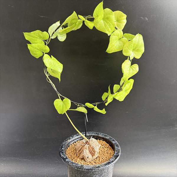 塊根幅：約5ｃｍ　支柱の幅：約18ｃｍ　樹高（支柱含む）：約25ｃｍ　 鉢径：11ｃｍ＊写真の現品をお届けします。＊夏場は休眠するため葉が枯れ、塊根部分のみでのお届けとなります。また、夏前の時期は休眠前で葉数が減ったり、黄色や茶色の変色部分...