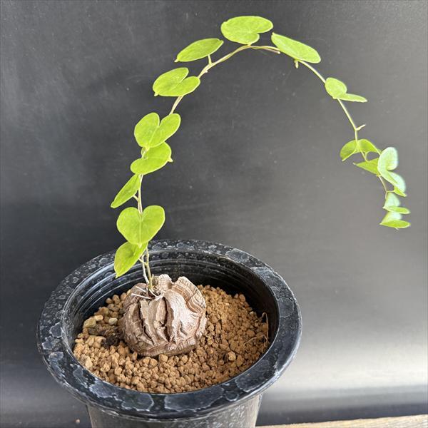 塊根幅：約4ｃｍ　幅(ツルを含む)：約12ｃｍ　樹高(ツルを含む)：約13ｃｍ　 鉢径：11ｃｍ＊写真の現品をお届けします。＊夏場は休眠するため葉が枯れ、塊根部分のみでのお届けとなります。また、夏前の時期は休眠前で葉数が減ったり、黄色や茶色...