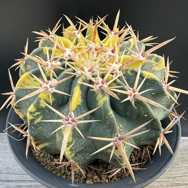 本体幅：約14ｃｍ　 樹高：約9ｃｍ　 鉢径：16ｃｍ　＊写真の現品をお届けします。