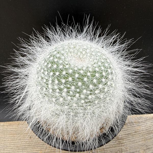 本体幅：約7ｃｍ　 樹高：約6ｃｍ　 鉢径：9ｃｍ※数量ものの為、写真と若干形状が異なる場合がございます。