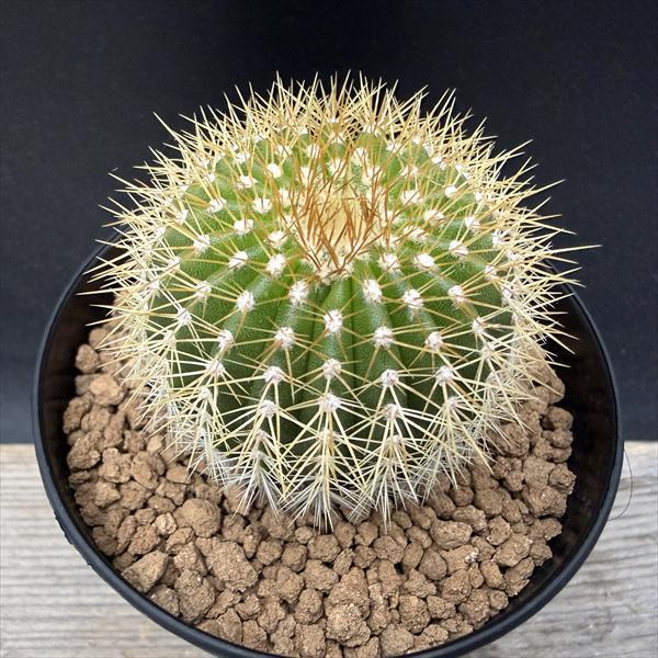本体幅：約5ｃｍ　 樹高：約4.5ｃｍ　 鉢径：8ｃｍ＊数量ものの為、写真と若干形状が異なる場合がございます。