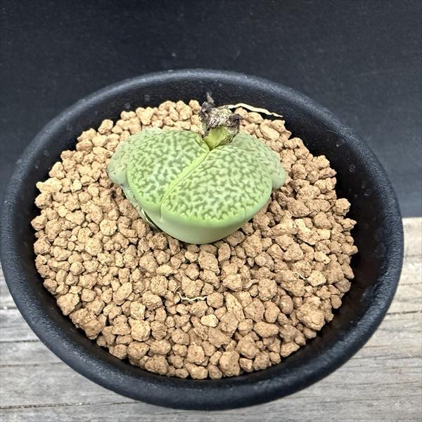 幅：約2.5ｃｍ　樹高：約2ｃｍ　 鉢径：7ｃｍ※数量ものの為、写真と若干形状が異なる場合がございます。また季節により、しわが寄っていたり、ふくらんでいたり、割れ始めていたり、多少見た目に差がございます。