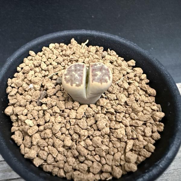 幅：約1.5ｃｍ　樹高：約1ｃｍ　 鉢径：7ｃｍ※数量ものの為、写真と若干形状が異なる場合がございます。また季節により、しわが寄っていたり、ふくらんでいたり、割れ始めていたり、多少見た目に差がございます。