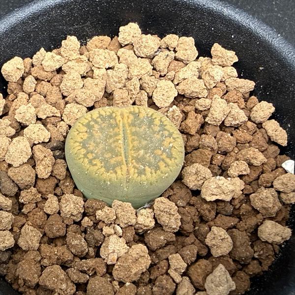 幅：約2ｃｍ　樹高：約0.5ｃｍ　 鉢径：7ｃｍ※数量ものの為、写真と若干形状が異なる場合がございます。また季節により、しわが寄っていたり、ふくらんでいたり、割れ始めていたり、多少見た目に差がございます。