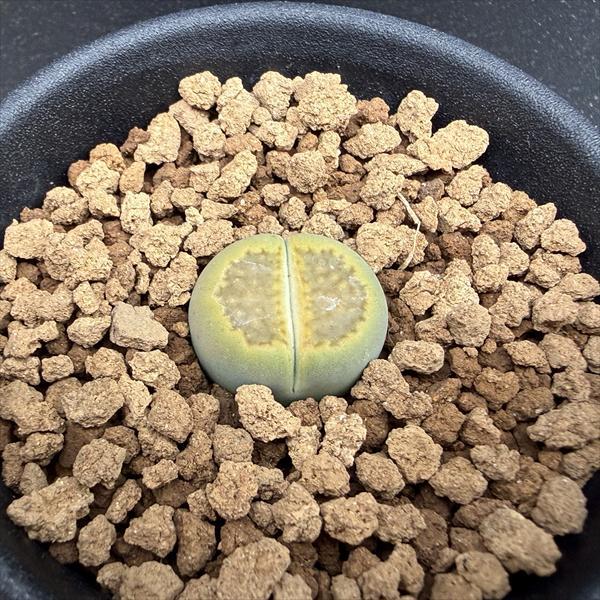 幅：約1.8ｃｍ　樹高：約0.5ｃｍ　 鉢径：7ｃｍ※数量ものの為、写真と若干形状が異なる場合がございます。また季節により、しわが寄っていたり、ふくらんでいたり、割れ始めていたり、多少見た目に差がございます。
