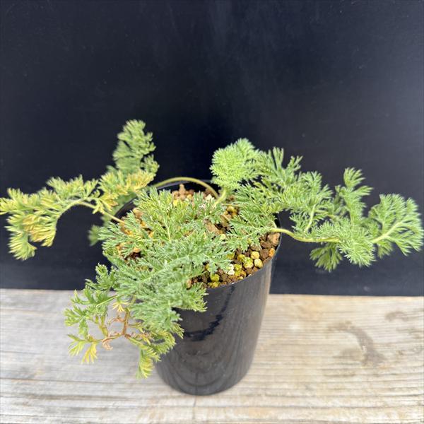 葉幅：約22ｃｍ　樹高：約4ｃｍ　 鉢径：9ｃｍ*数量ものの為、写真と若干形状が異なる場合がございます。※夏場は落葉しています。また秋になると芽吹きます。