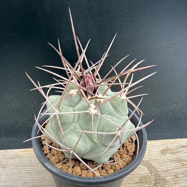 本体幅：約6ｃｍ　 樹高：約5ｃｍ　 鉢径：9ｃｍ＊写真の現品をお届けします。