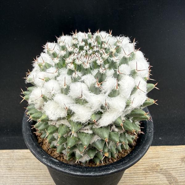 幅：約7ｃｍ　樹高：約6ｃｍ　鉢径：約9ｃｍ＊写真の現品をお届けします。