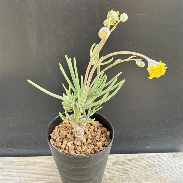 葉幅：約7ｃｍ　 樹高：約8ｃｍ　 鉢径：8ｃｍ※数量ものの為、写真と若干形状が異なる場合がございます。※夏場は落葉しています。また秋になると芽吹きます。
