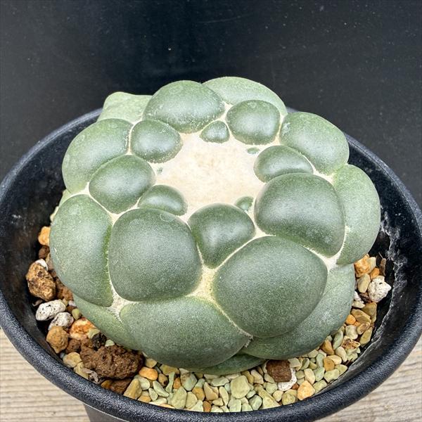 本体幅：約7ｃｍ　 樹高：約3ｃｍ　 鉢径：11ｃｍ＊写真の現品をお届けします。