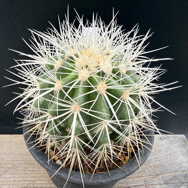 ：約9ｃｍ　 樹高：約8ｃｍ　 鉢径：12ｃｍ※側面に傷がございます。アップ画像でご確認の上、ご了承ください。＊写真の現品をお届けします。