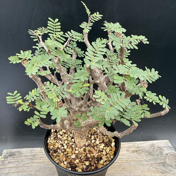 葉幅：約23ｃｍ　 樹高：21ｃｍ　 鉢径：14ｃｍ※冬場は落葉しています。また春になると芽吹きます。＊写真の現品をお届けします。