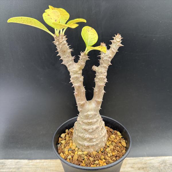 葉幅：約13ｃｍ　幹幅：約8ｃｍ　樹高：約17ｃｍ　 鉢径：12ｃｍ※冬場は落葉しています。また春になると芽吹きます。＊写真の現品をお届けします。