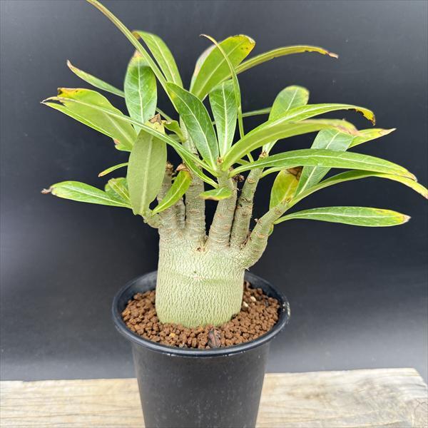 葉幅：約22ｃｍ　幹幅：約8ｃｍ　樹高：約16ｃｍ　 鉢径：12ｃｍ※写真の現品をお届けします。※冬場は落葉しています。春になり温かくなりますと新葉が展開します。