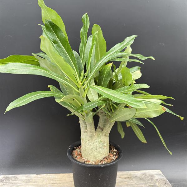 葉幅：約38ｃｍ　幹幅：約12ｃｍ　樹高：約28ｃｍ　 鉢径：12ｃｍ※写真の現品をお届けします。※冬場は落葉しています。春になり温かくなりますと新葉が展開します。