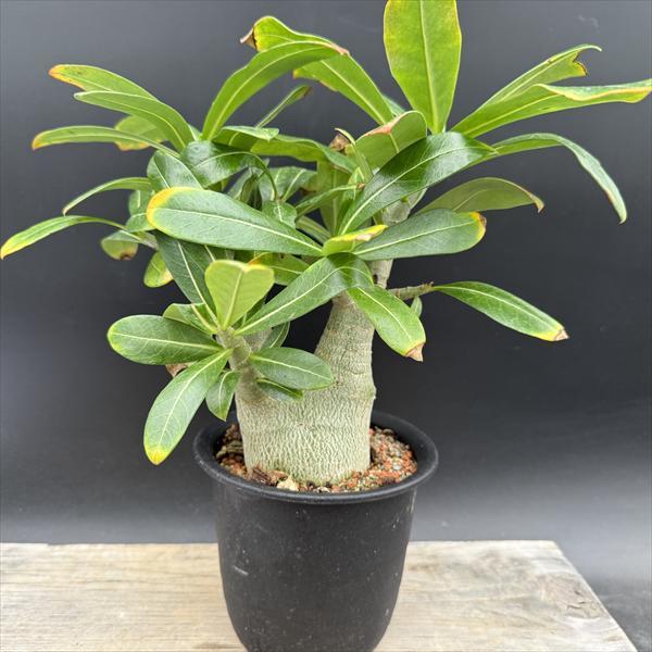 葉幅：約26ｃｍ　幹幅：約15ｃｍ　樹高：約22ｃｍ　 鉢径：12ｃｍ※写真の現品をお届けします。※冬場は落葉しています。春になり温かくなりますと新葉が展開します。