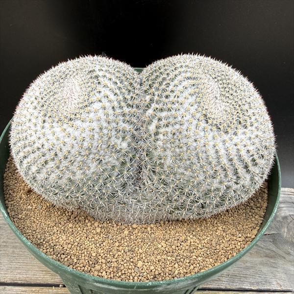 幅：約15ｃｍ　樹高：約7ｃｍ　鉢径：約18ｃｍ＊写真の現品をお届けします。