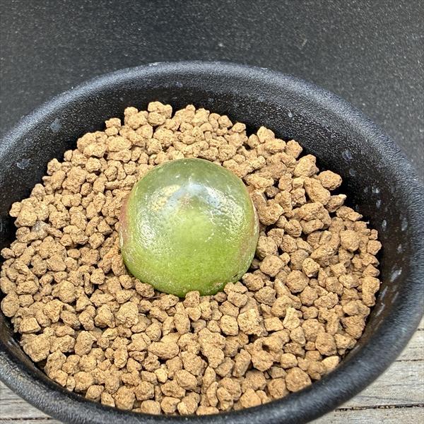 本体幅：約2.5ｃｍ　 樹高：約1.5ｃｍ　 鉢径：7ｃｍ*数量ものの為、写真と若干形状が異なる場合がございます。また個体によっては身割れ・亀裂などの傷がある場合がございます。成長には問題ございませんのでご安心ください。※４月〜９月は休眠状...