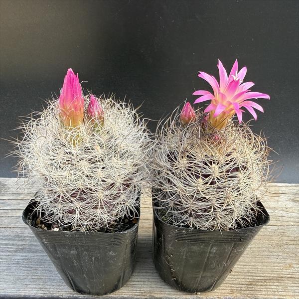 本体幅：約6ｃｍ　 樹高：約4ｃｍ　 鉢径：6ｃｍ※数量物の為、若干樹形が異なる場合がございます。