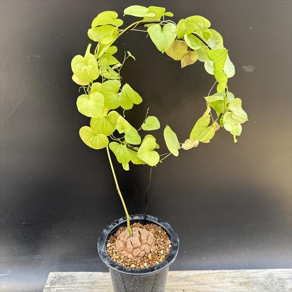 塊根幅：約5.5ｃｍ　支柱の幅：約18ｃｍ　樹高（支柱含む）：約29ｃｍ　 鉢径：11ｃｍ＊写真の現品をお届けします。＊夏場は休眠するため葉が枯れ、塊根部分のみでのお届けとなります。また、夏前の時期は休眠前で葉数が減ったり、黄色や茶色の変色...