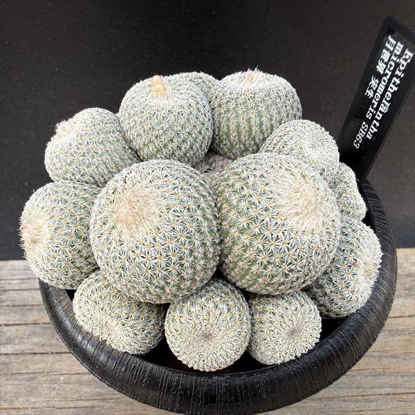 本体幅：約8.5ｃｍ　 樹高：約3ｃｍ　 鉢径：9ｃｍ＊数量ものの為、写真と若干形状が異なる場合がございます。