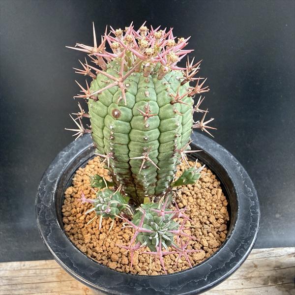 幅：約7ｃｍ　樹高：約9.5ｃｍ　 鉢径：11ｃｍ＊写真の現品をお届けします。