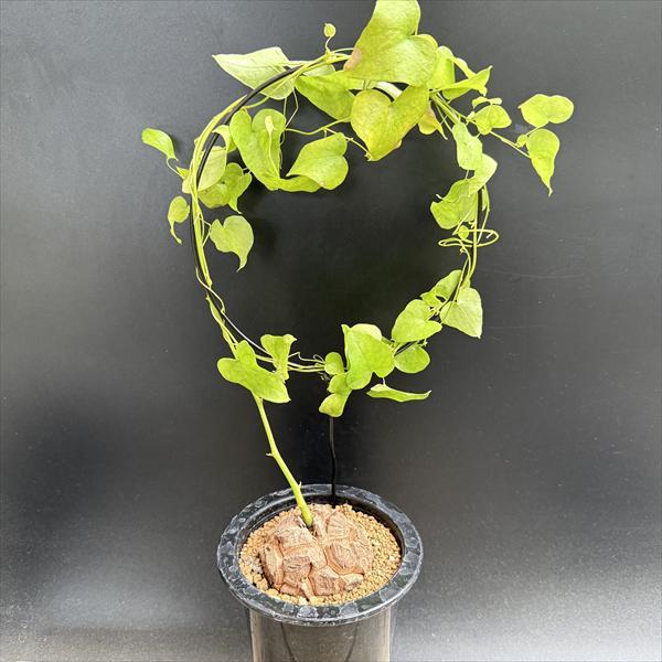 塊根幅：約6ｃｍ　支柱の幅：約16ｃｍ　樹高（支柱含む）：約27ｃｍ　 鉢径：11ｃｍ＊写真の現品をお届けします。＊夏場は休眠するため葉が枯れ、塊根部分のみでのお届けとなります。また、夏前の時期は休眠前で葉数が減ったり、黄色や茶色の変色部分...