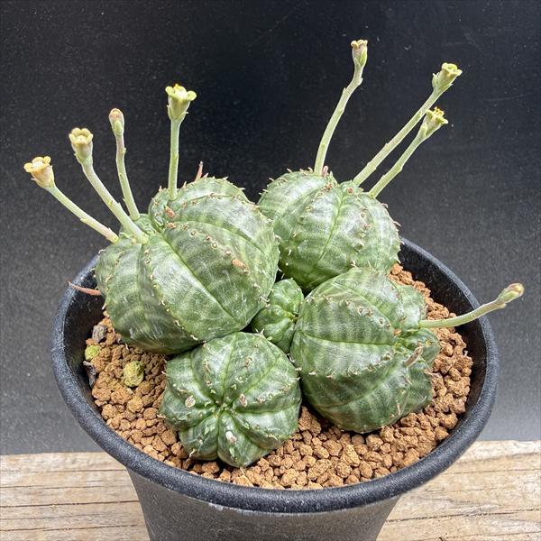 幅：約7ｃｍ　樹高：約3ｃｍ　 鉢径：9ｃｍ＊写真の現品をお届けします。　