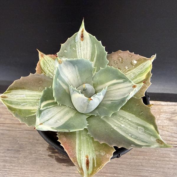 本体幅：約10ｃｍ　 樹高：約4.5ｃｍ　 鉢径：9ｃｍ＊写真の現品をお届けします。