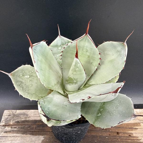 本本体幅：約14ｃｍ　 樹高：約9ｃｍ　 鉢径：9ｃｍ＊写真の現品をお届けします。