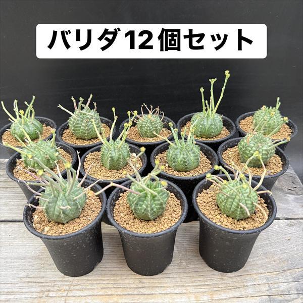 幅：約3.5ｃｍ　樹高：約2.5ｃｍ　鉢径：7ｃｍ*数量ものの為、写真と若干形状が異なる場合がございます。