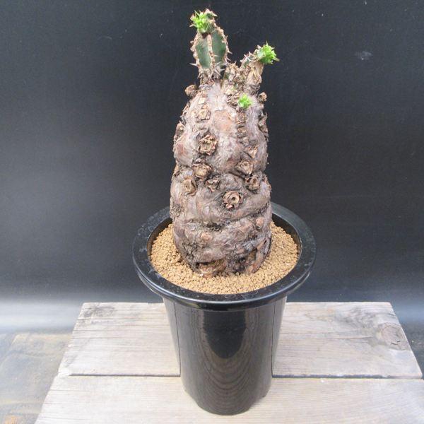 幅：約8.5ｃｍ　樹高：約20ｃｍ　 鉢径：18ｃｍ＊写真の現品をお届けします。　