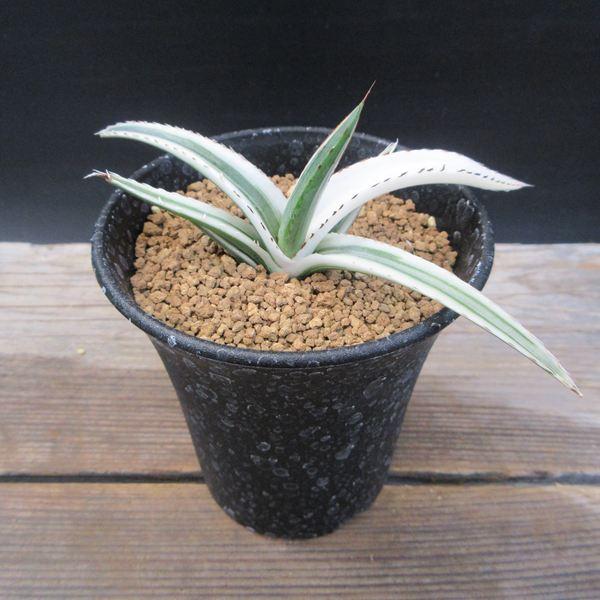 本体幅：約12ｃｍ　 樹高：約4ｃｍ　 鉢径：10ｃｍ*写真の現品をお届けします。