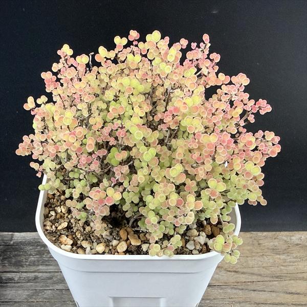 幅：約9ｃｍ　樹高：約6ｃｍ　 鉢径：9ｃｍ※数量ものの為、写真と若干形状が異なる場合がございます。