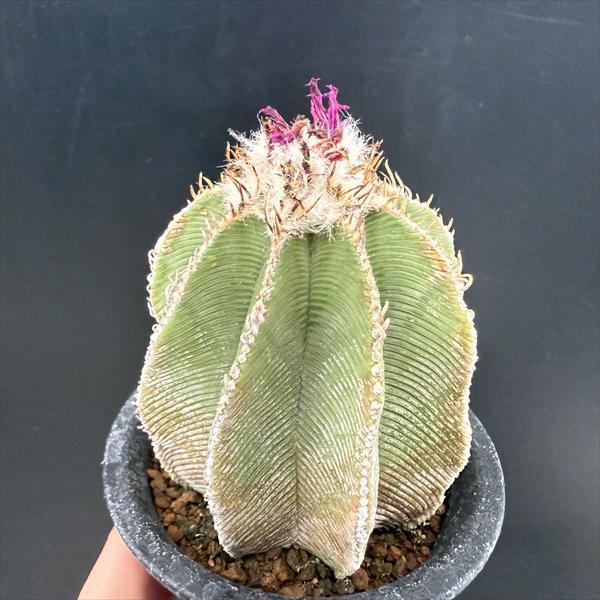 本体幅：約6ｃｍ　 樹高：約6.5ｃｍ　 鉢径：7.5ｃｍ＊写真の現品をお届けします。