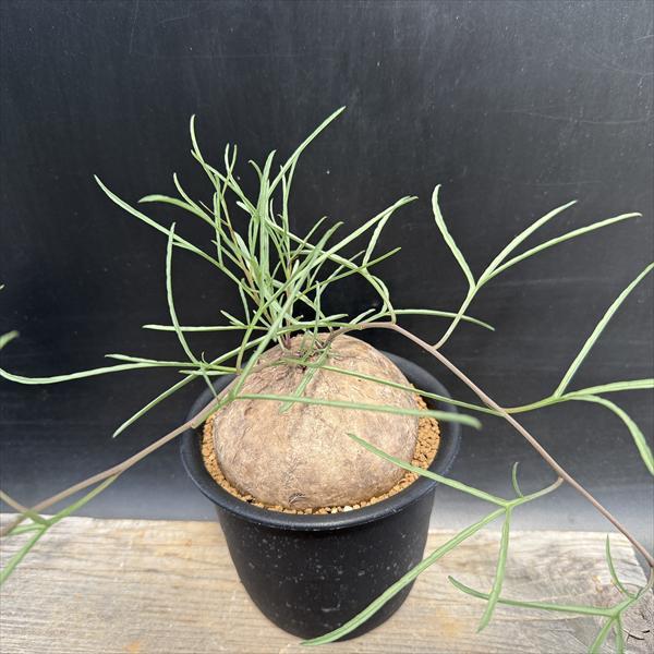 塊根幅：約10ｃｍ　葉幅：約26ｃｍ　樹高：約15ｃｍ　 鉢径：14ｃｍ＊写真の現品をお届けします。※冬場は落葉しています。また春になると芽吹きます。