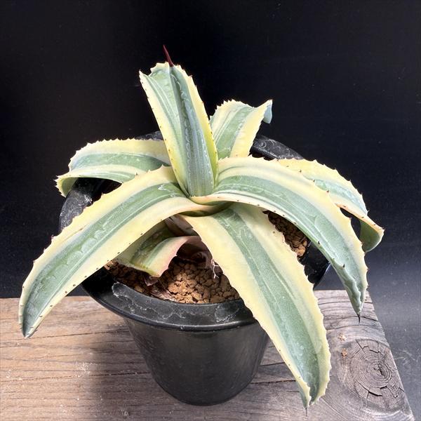 本体幅：約15ｃｍ　 樹高：約6ｃｍ　 鉢径：11ｃｍ※数量ものの為、写真と若干形状が異なる場合がございます。