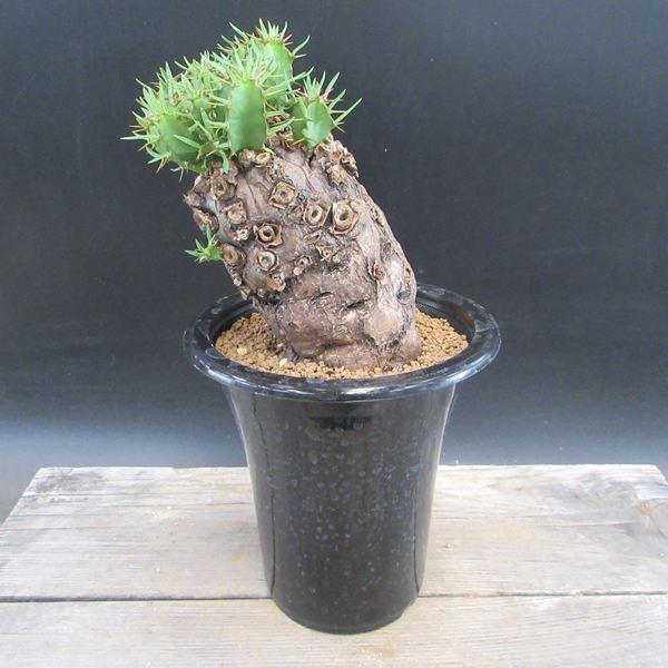 幅：約7ｃｍ　樹高：約13ｃｍ　 鉢径：15ｃｍ＊写真の現品をお届けします。　