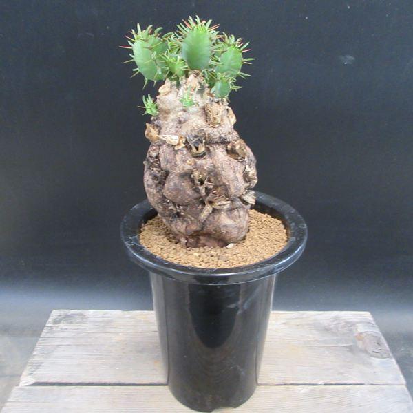 幅：約9ｃｍ　樹高：約18ｃｍ　 鉢径：18ｃｍ＊写真の現品をお届けします。　