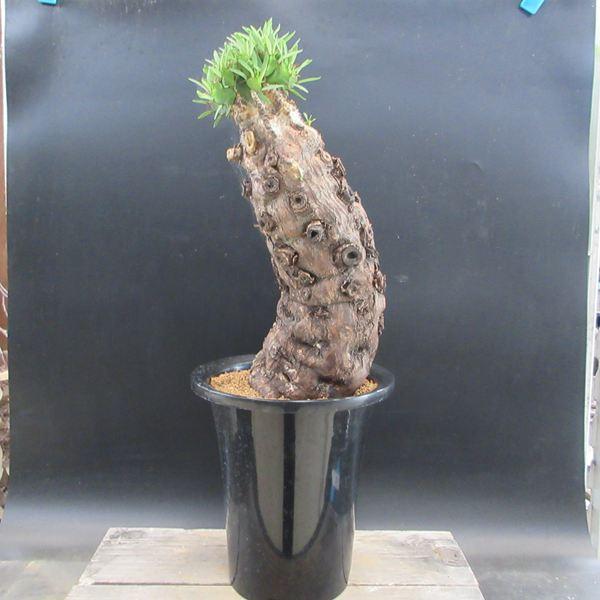 幅：約11ｃｍ　樹高：約33ｃｍ　 鉢径：21ｃｍ＊写真の現品をお届けします。　