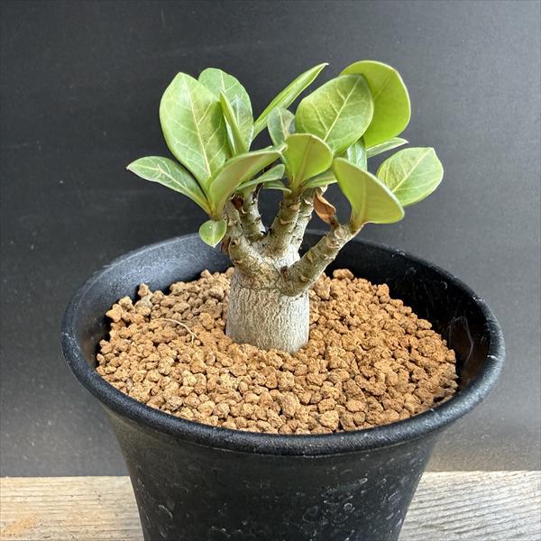 葉幅：約5ｃｍ　塊根幅：約2ｃｍ　樹高：約6ｃｍ　 鉢径：9ｃｍ※数量ものの為、写真と若干形状が異なる場合がございます。※冬場は落葉しています。また春になると芽吹きます。